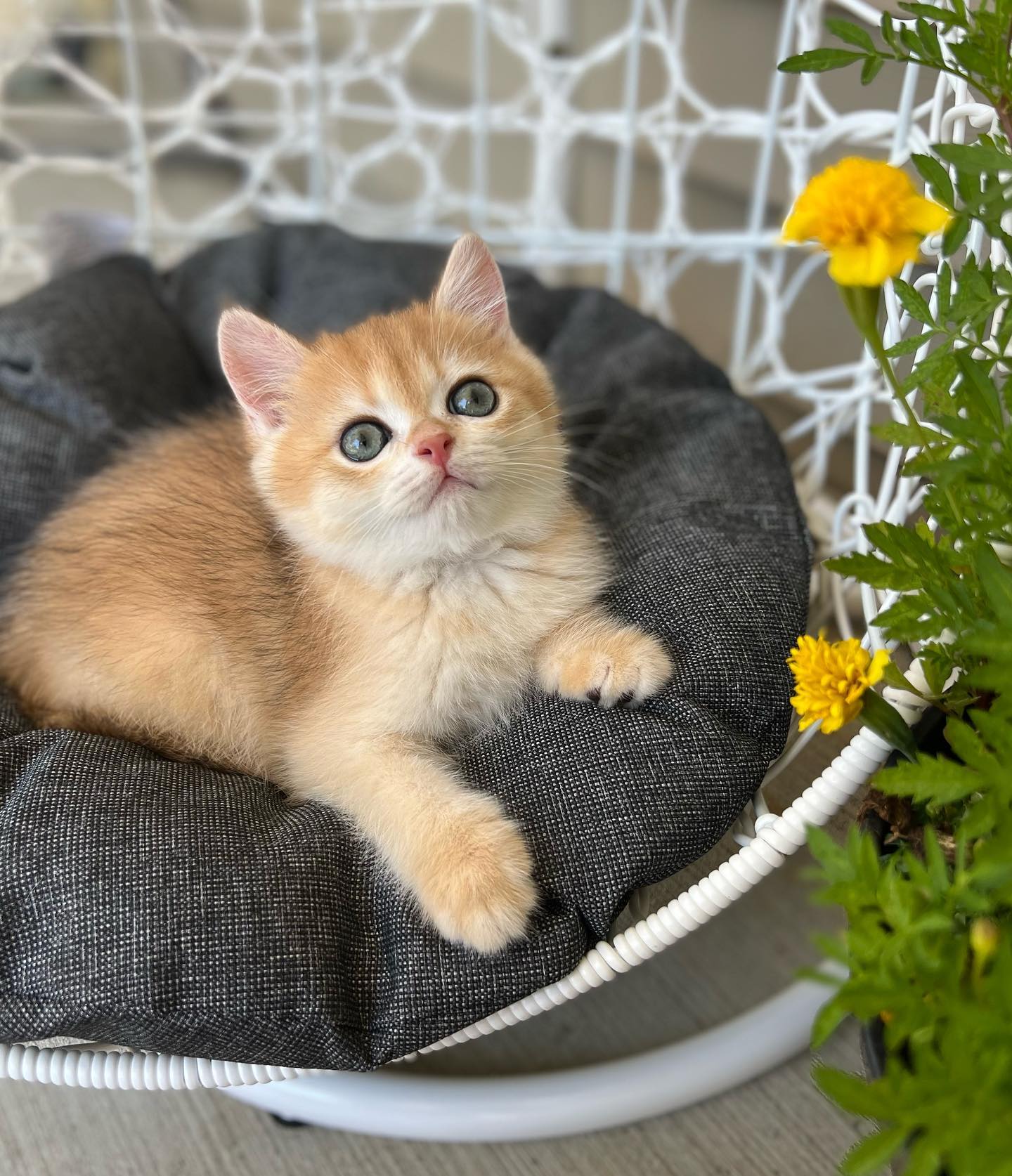 Darcy – Female – British Shorthair Kittens for sale